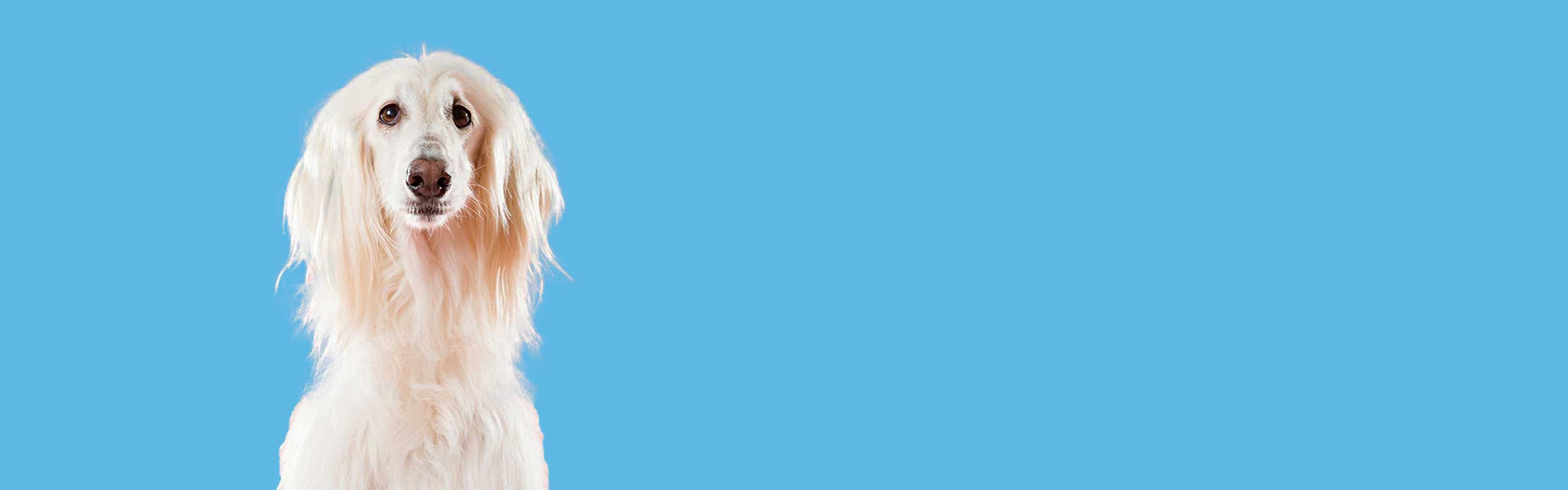 Dežurni Veterinar Zagreb | Veterina Branimir