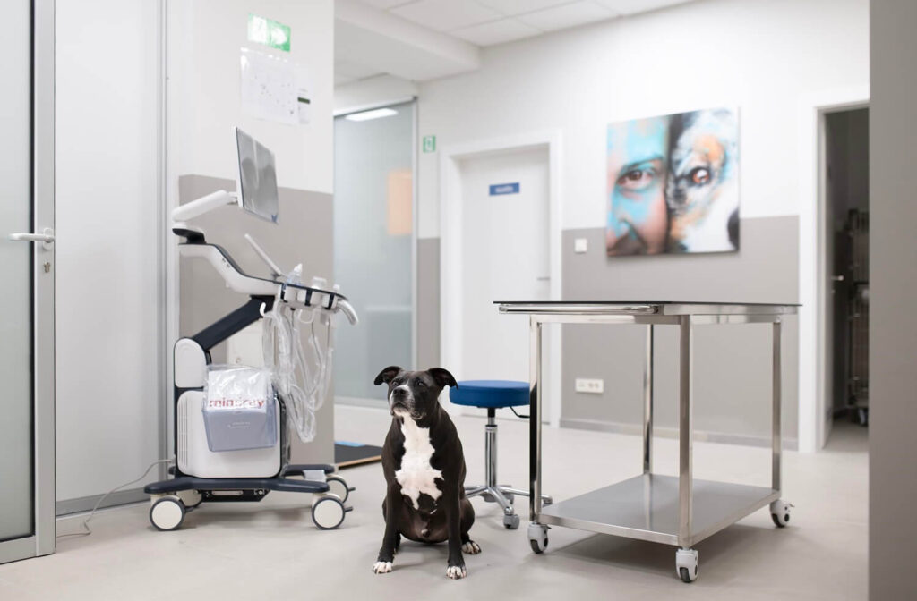 Dežurni Veterinar Zagreb | Veterina Branimir