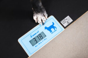 Dežurni Veterinar Zagreb | Veterina Branimir