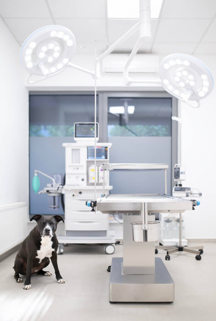 Dežurni Veterinar Zagreb | Veterina Branimir