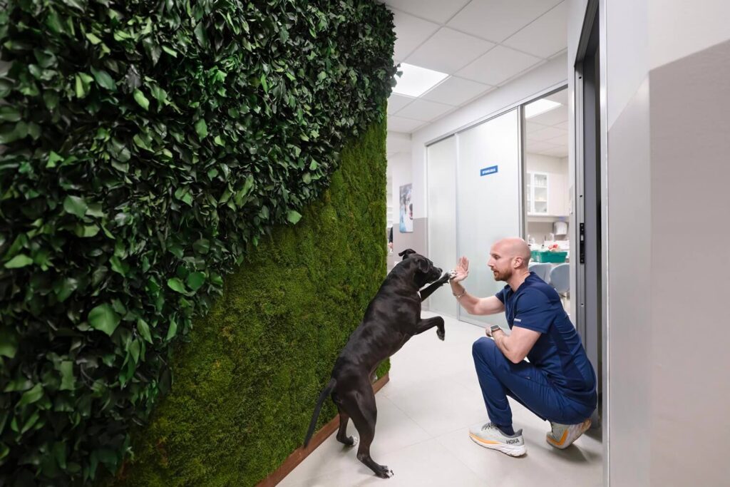 Dežurni Veterinar Zagreb | Veterina Branimir