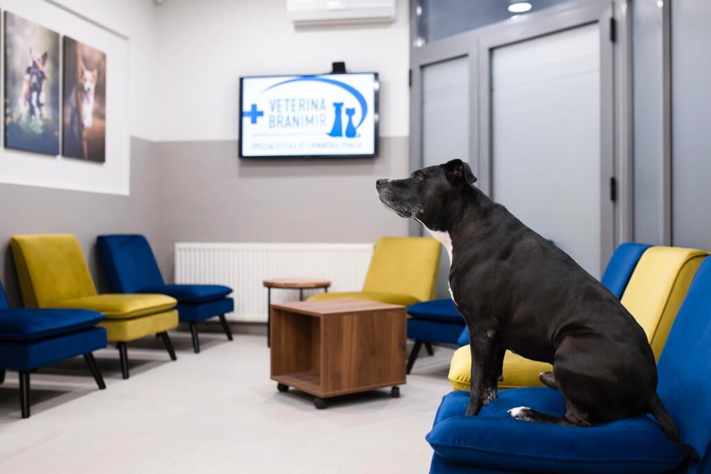 Dežurni Veterinar Zagreb | Veterina Branimir