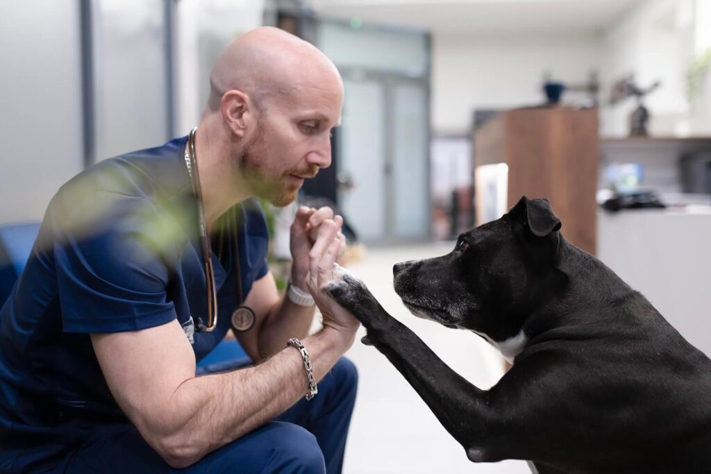 Dežurni Veterinar Zagreb | Veterina Branimir